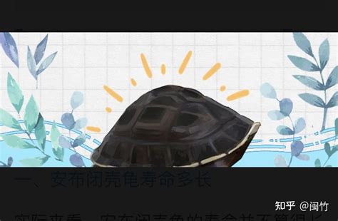 养了一只🐢，然后不想养了想找个好人家嫁出去 知乎