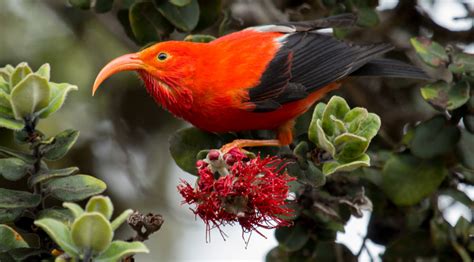 Native Hawaiian Forest Birds Haleakalā National Park U S National