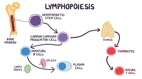 T Cell Development Video Anatomy And Definition Osmosis