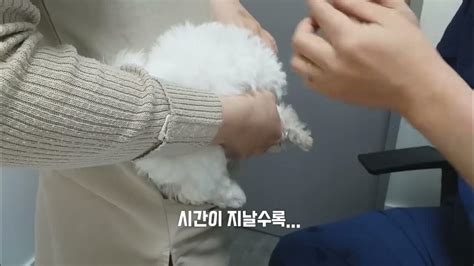 버려진 강아지의 생존 전쟁 Youtube