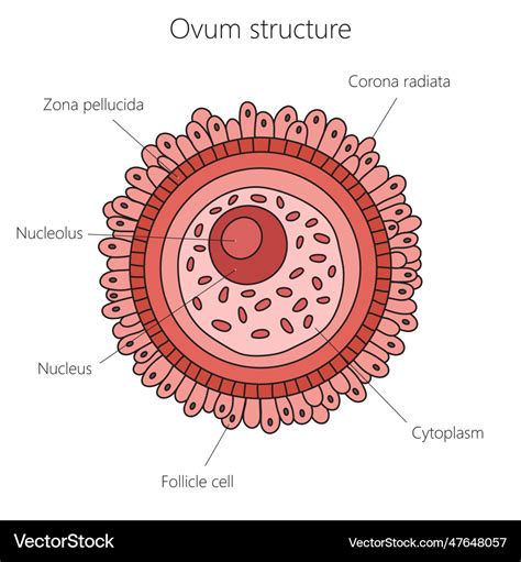 Egg Cell Structure Diagram Medical Science Vector Image