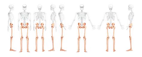 다리가있는 하지의 집합 다리가있는 인간 골반 허벅지 발 발목 골격 앞뒤 측면보기는 부분적으로 투명한 몸체입니다 해부학적으로 정확한 3d 사실적인 평면 개념 벡터 일러스트
