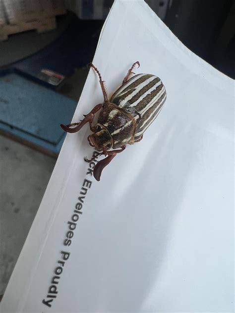 What Bug Is This Found Off A Trailer At Work R Whatisthisbug