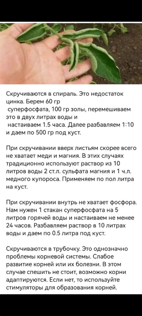 Пин от пользователя Анастасия на доске Садоводство Контейнерное озеленение овощи