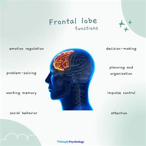 Frontal Lobe