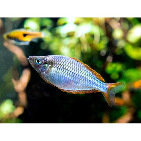 Dwarf Neon Praecox Rainbowfish Melanotaenia Praecox Tank Bred