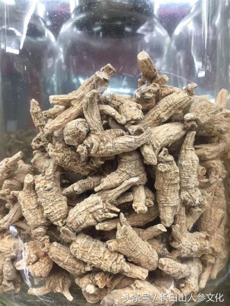 長白山人參文化 之 國產西洋參與進口西洋參的區別是什麼 每日頭條