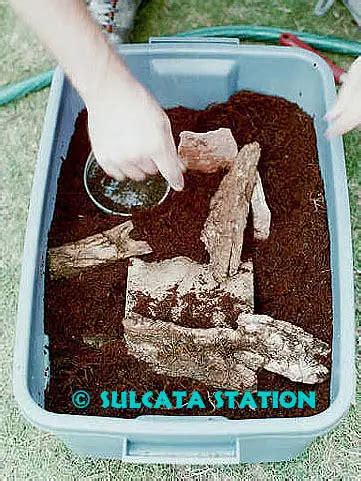 The Ultimate Guide On How To Build An Indoor And Outdoor Box Turtle