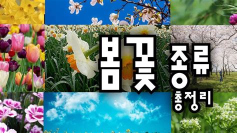 봄꽃종류 꽃말 정리 20종 Youtube