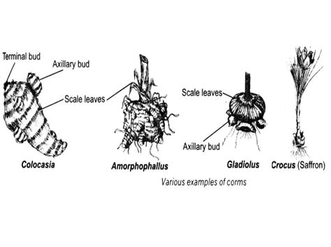 Stem Modifications Pptx