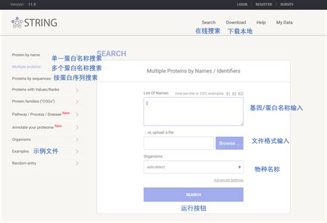 实用工具丨基于string的蛋白质相互作用（ppi）分析 知乎