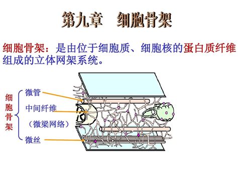 大学医学细胞生物学 细胞骨架 文档下载