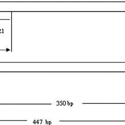 Principle Of The Sex Determination Of Giant Panda The Polymorphism Download Scientific Diagram