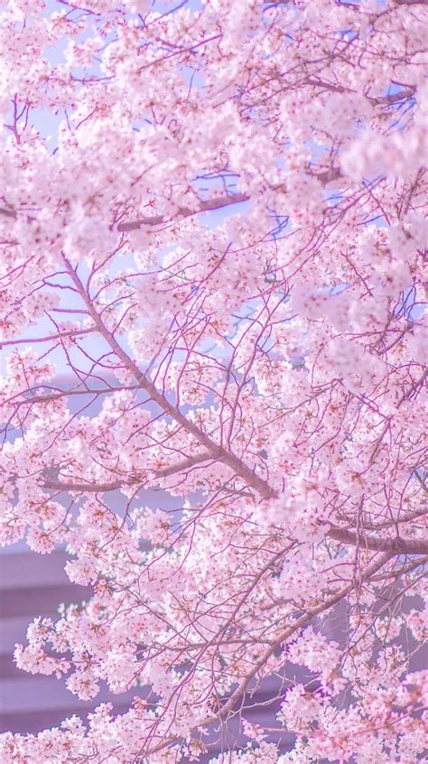 今日份24张精美手机壁纸 搜狐大视野 搜狐新闻