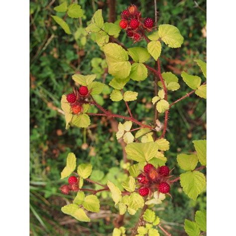 39 Beautiful Red Stem Plants Balcony Garden Web