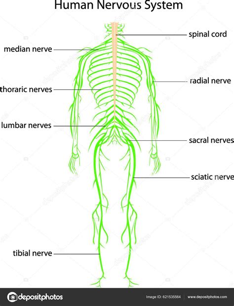 Nervous System Diagram Without Labels