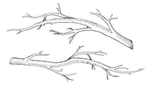Conjunto De Ramas De árbol Ilustración Vectorial De Hoja Seca Sin