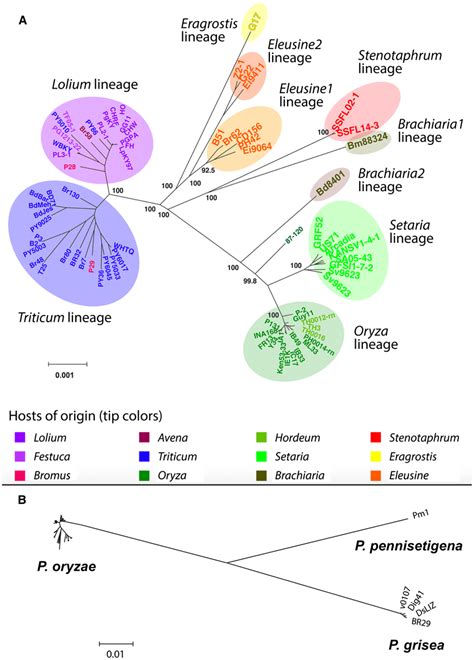 Pyricularia Oryzae Is A Single Species With Major Crop‐adapted