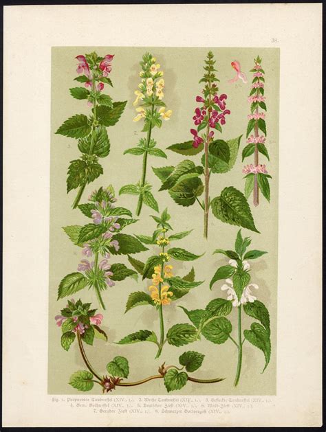 Antique Botanical Print Woundwort Nettle Stachys 1890 Art Print