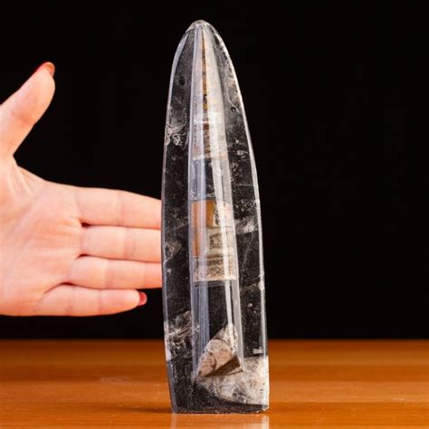 Orthoceras Fossil Fossil Squid Bone Orthoceras Fossil Fragment 205 Mm 50 Mm No