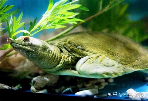 甲鱼的功效有哪些？看完你就知道了 知乎