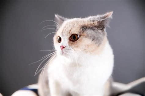 猫来穷狗来富看似荒诞的说法到底有没有科学依据 喵百科