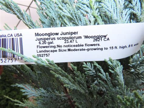 Moonglow Juniper Plant Something Montana