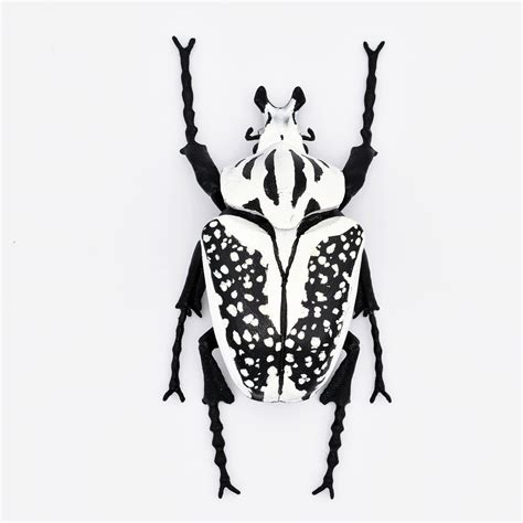 3d Reproduktion Käfer Goliath Lern Dekoration