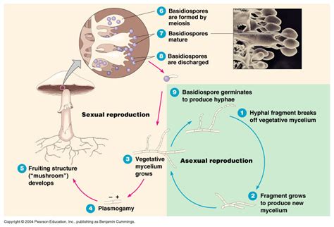 Asexual Sexual BIODIVERSITY