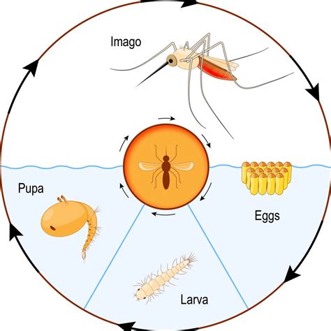 8b2 Arthropods Humanbio