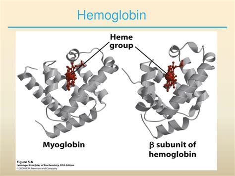 Ppt Chapter 5 1 Protein Function Reversible Binding Of Protein To A Ligand Powerpoint