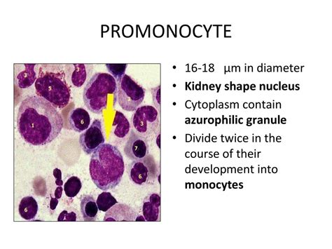 Promonocyte