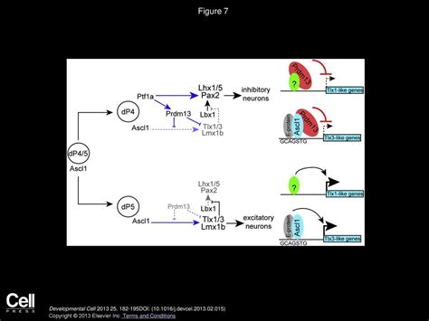 Volume 25, Issue 2, Pages (April 2013) - ppt download