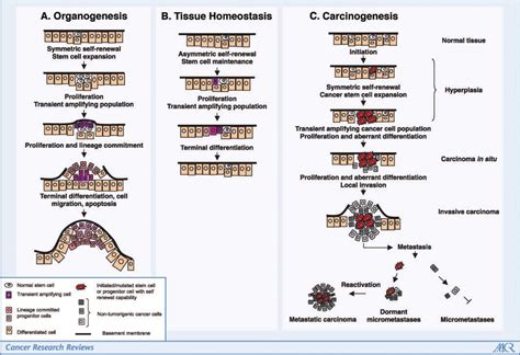 Stem Cells In Normal Development Tissue Homeostasis And Download