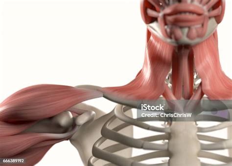 Corps De Lanatomie Humaine Système Musculaire Et Squelettique Éclairage