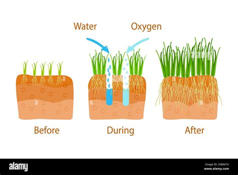 Lawn Aeration Stage Illustration Before And After Aeration Gardening