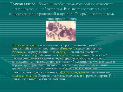 Токсоплазмоз Toxoplasma Gondii презентация онлайн