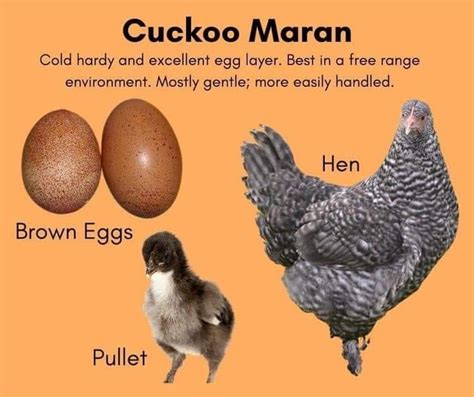 The Araucana Vs Ameraucana Vs Easter Egger Chicken Artofit