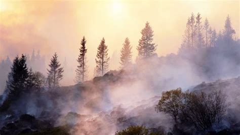 Локализираха пожара в Меча поляна Общество Новини Бг