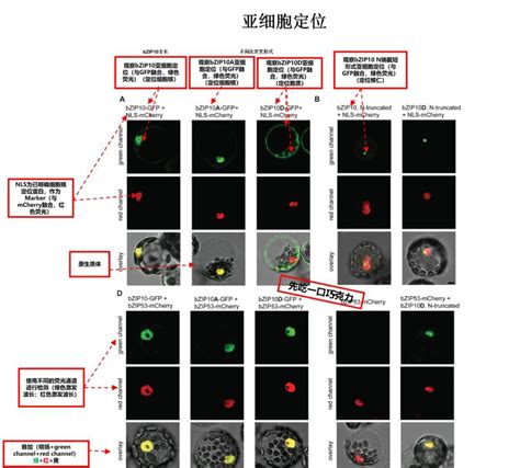 📚亚细胞定位图全解析🔍