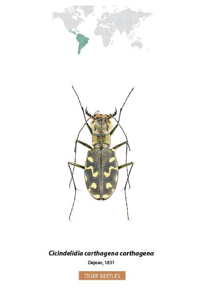 Bug Identification Tiger Beetle