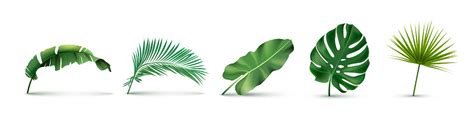 녹색 이국적인 정글 잎 세트 몬스터 필로딘드론 팬 팜 바나나 잎 아레카 야자수 벡터 일러스트레이션 흰색 배경에 열대 식물 원소 플로럴 컬렉션 아레카 야자나무에 대한 스톡
