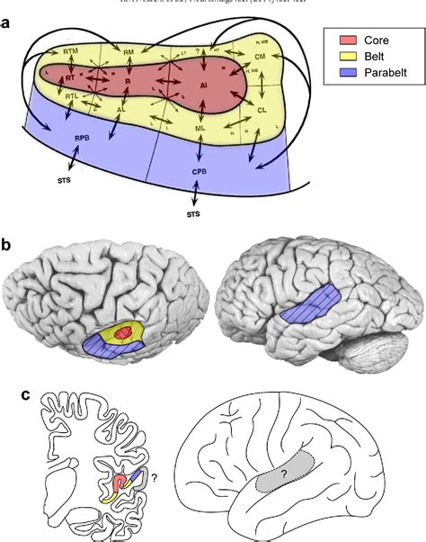 Figure 1 From Functional Organization Of Human Auditory Cortex Investigation Of Response