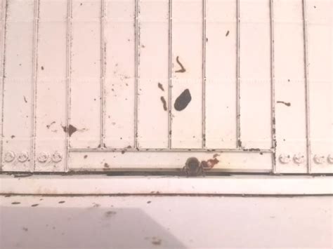 The Bees Object Detection Dataset And Pre Trained Model By Beehornets