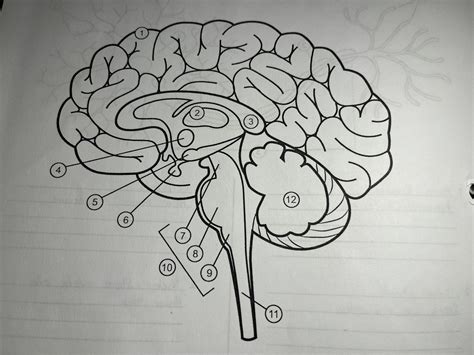 Unit 2 Quiz Study Guide Diagram Quizlet