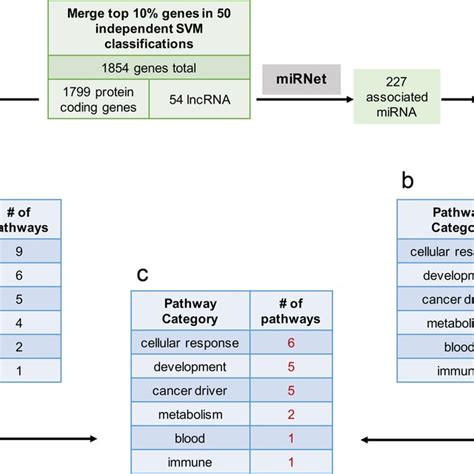 Workflow For Support Vector Machine Svm Classification Of Samples Download Scientific Diagram