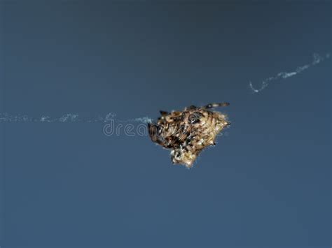 Macro Photo Of Orb Weaver Spider Or Gasteracantha Cancriformis Are On The Web Isolated On