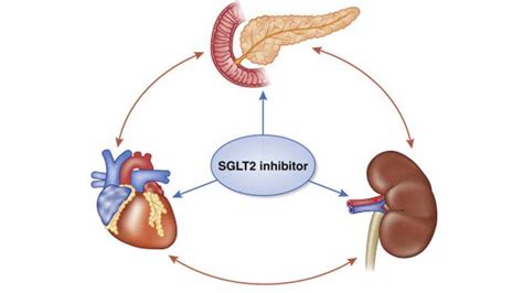Sglt2 Inhibitors What It Is Side Effects And More Entirely Health