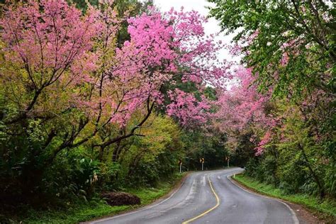 บานสะพรั่งกันอีกแล้ว ดอกนางพญาเสือโคร่งและดอกบ๊วย ที่ ดอยอ่างขาง