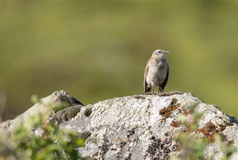Alpine Animals And Birds